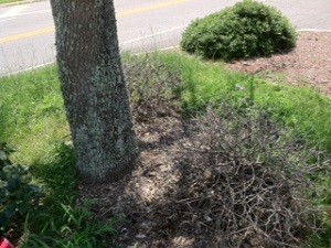 Protected live oak tree in Daphne dead by suspected poisoning - Gulf ...
