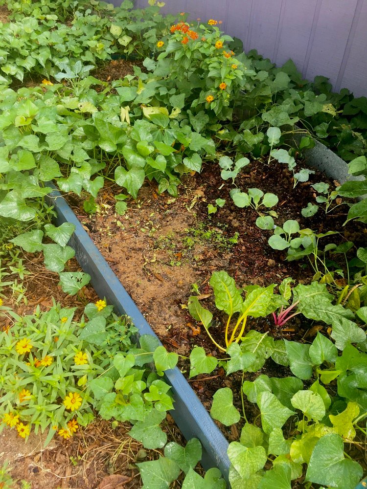 In the garden with Felder Rushing