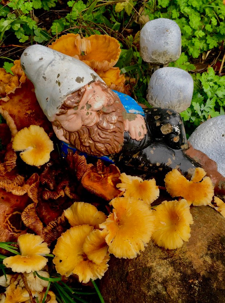 In The Garden With Felder Rushing