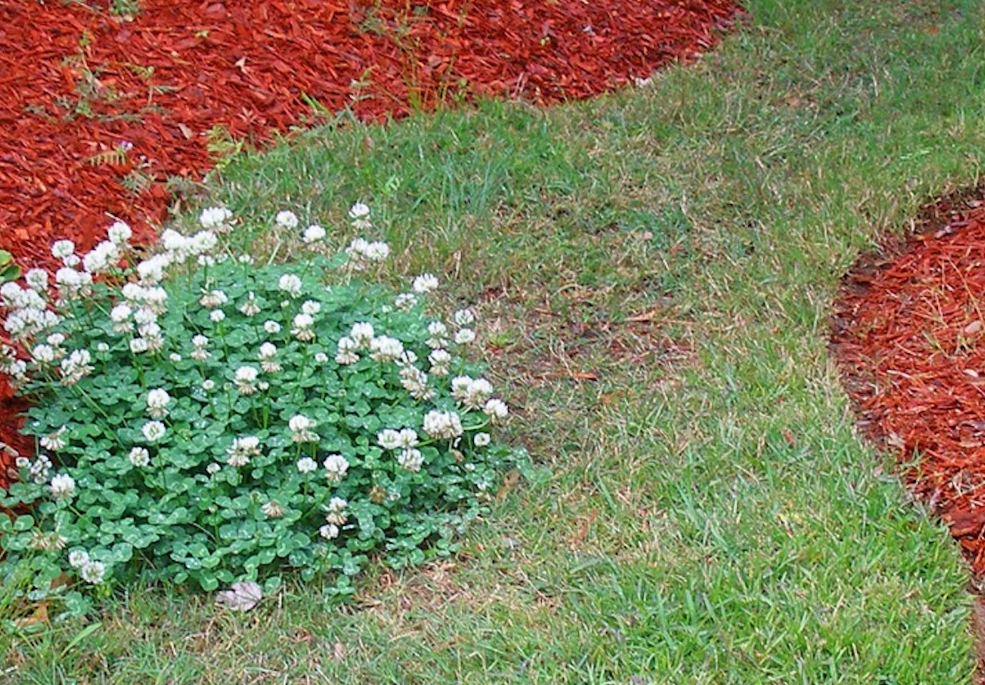 In the Garden with Felder Rushing