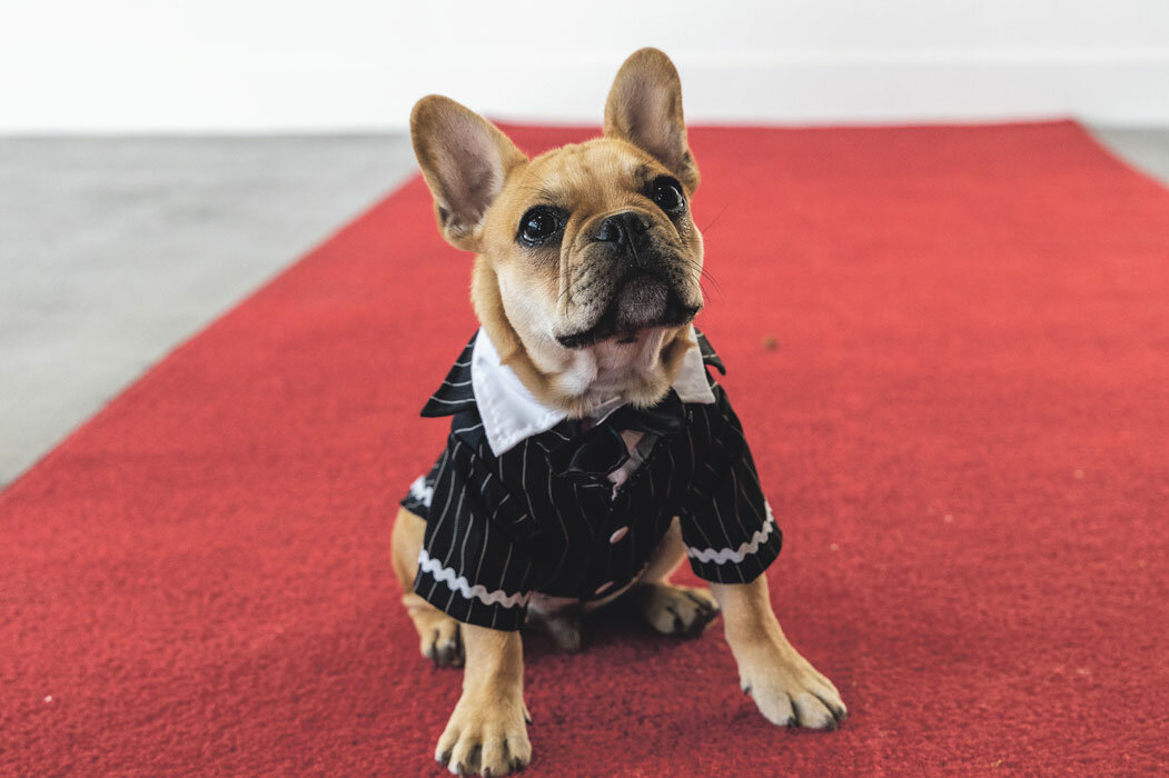 Humane Society Auction for the Animals online and bigger than ever ...
