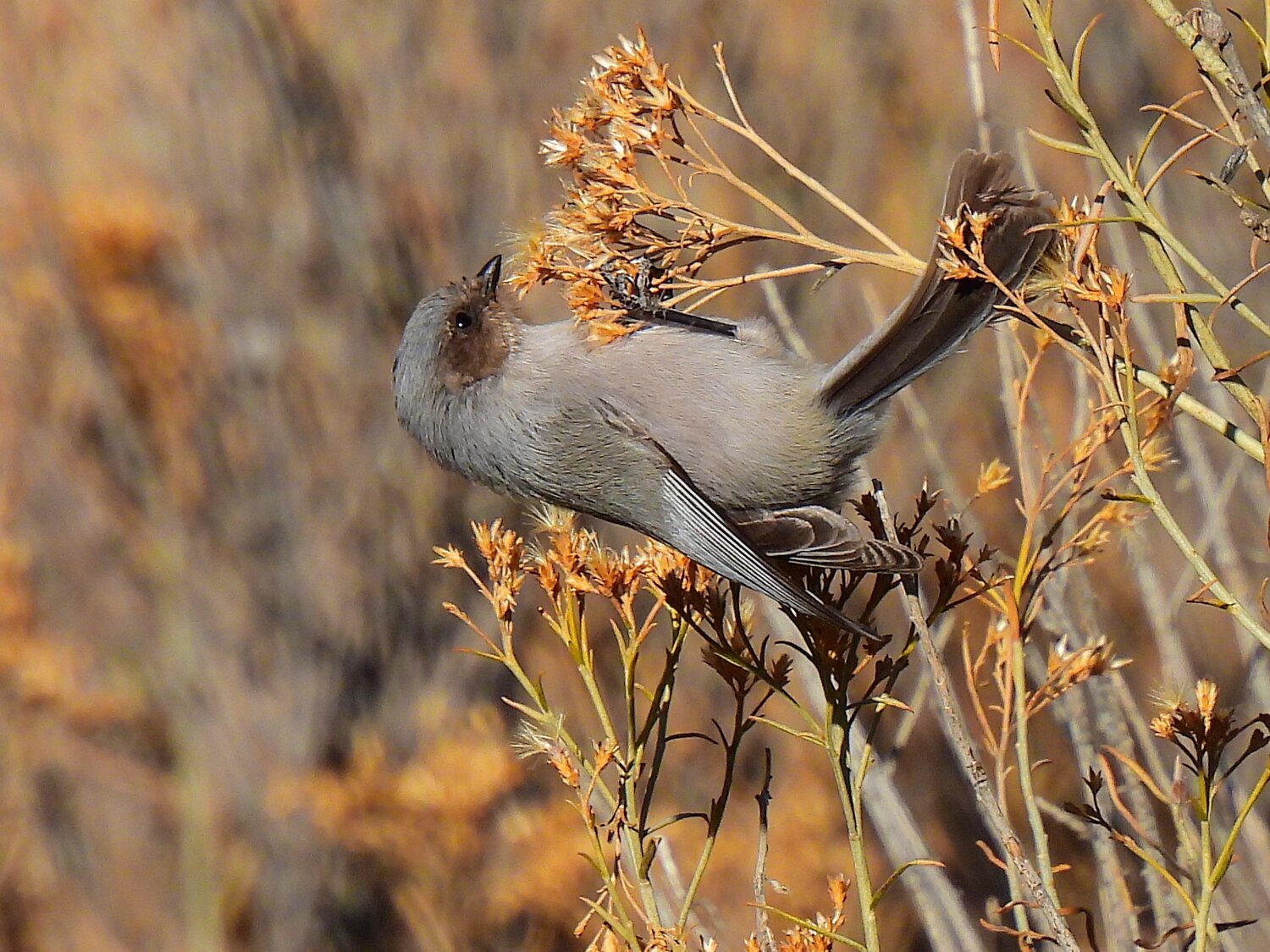 Bird of the Week - The Pagosa Springs Sun