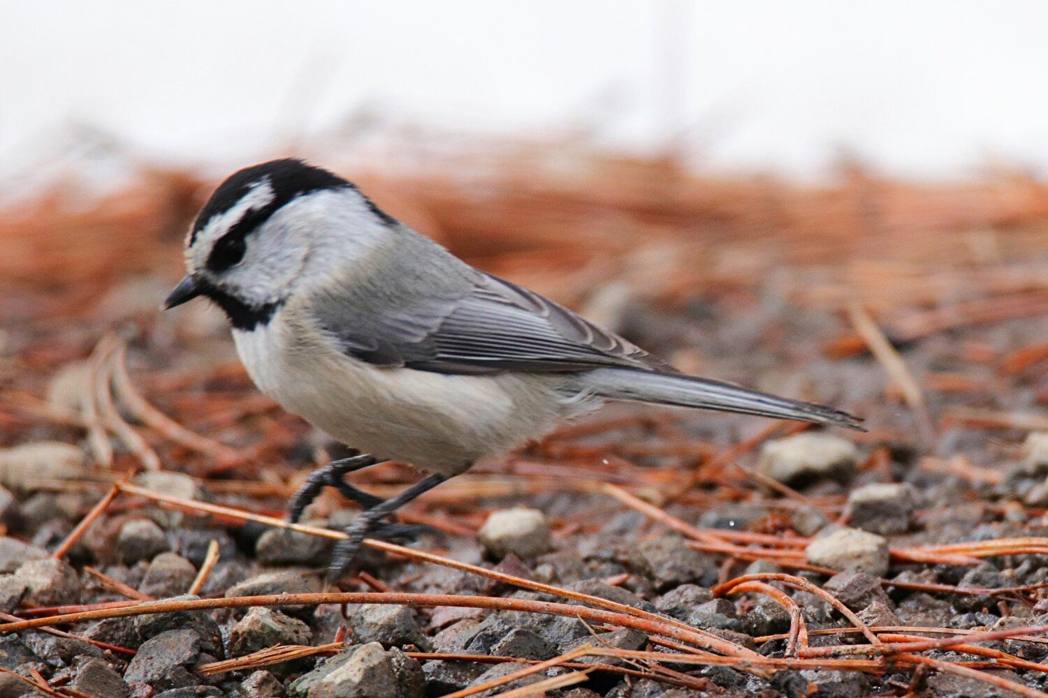 Bird of the Week - The Pagosa Springs Sun