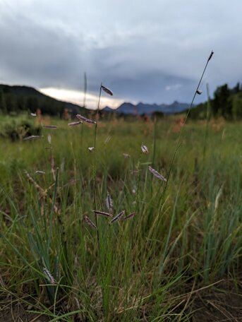 Species spotlight: blue grama - The Pagosa Springs Sun