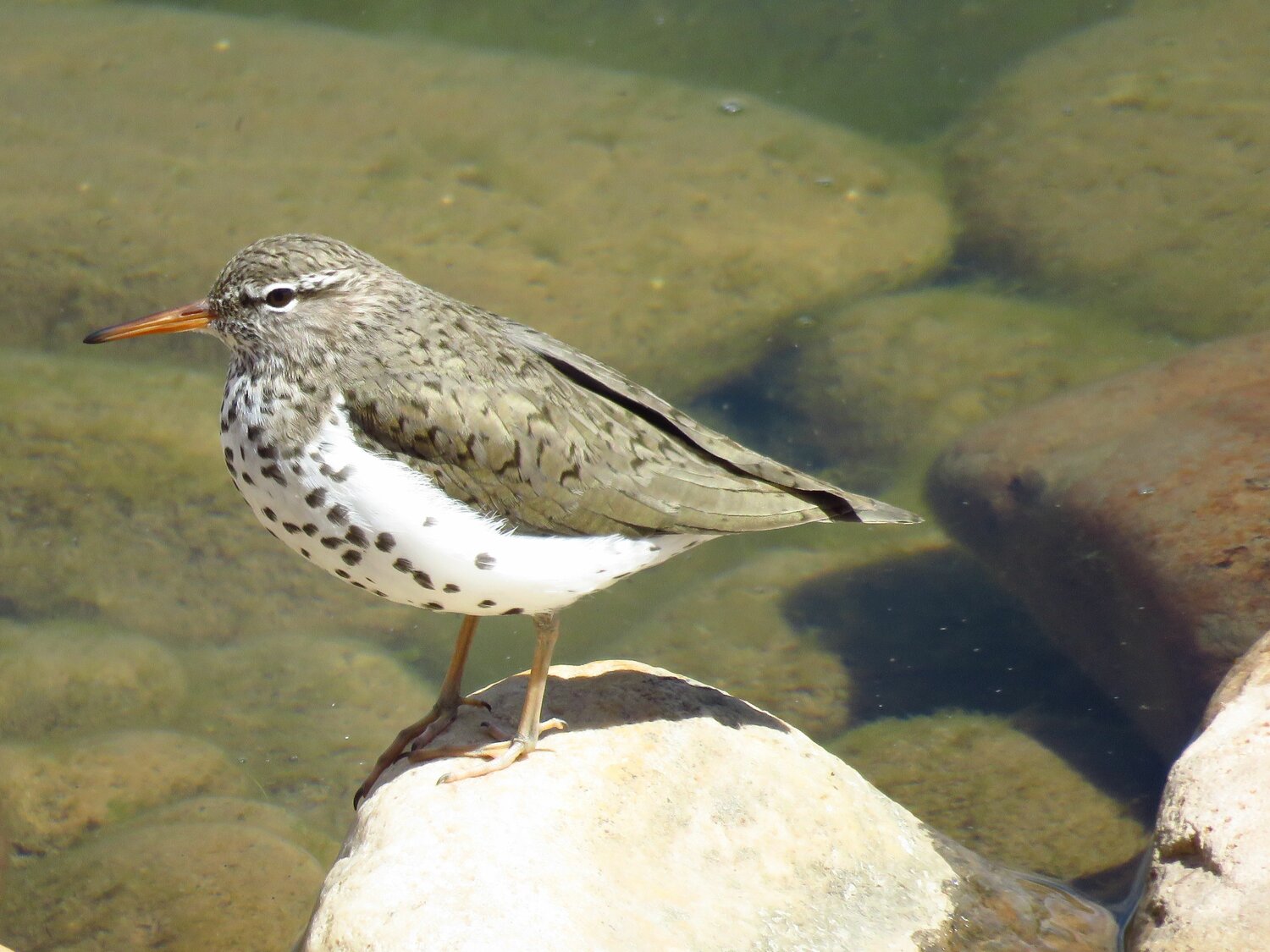 Bird of the Week - The Pagosa Springs Sun