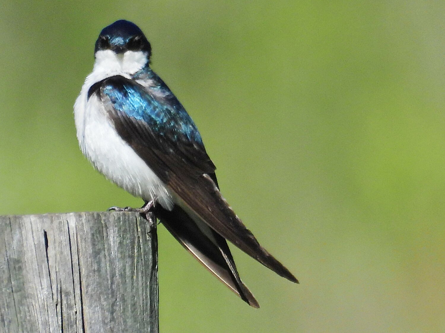 Bird of the Week - The Pagosa Springs Sun