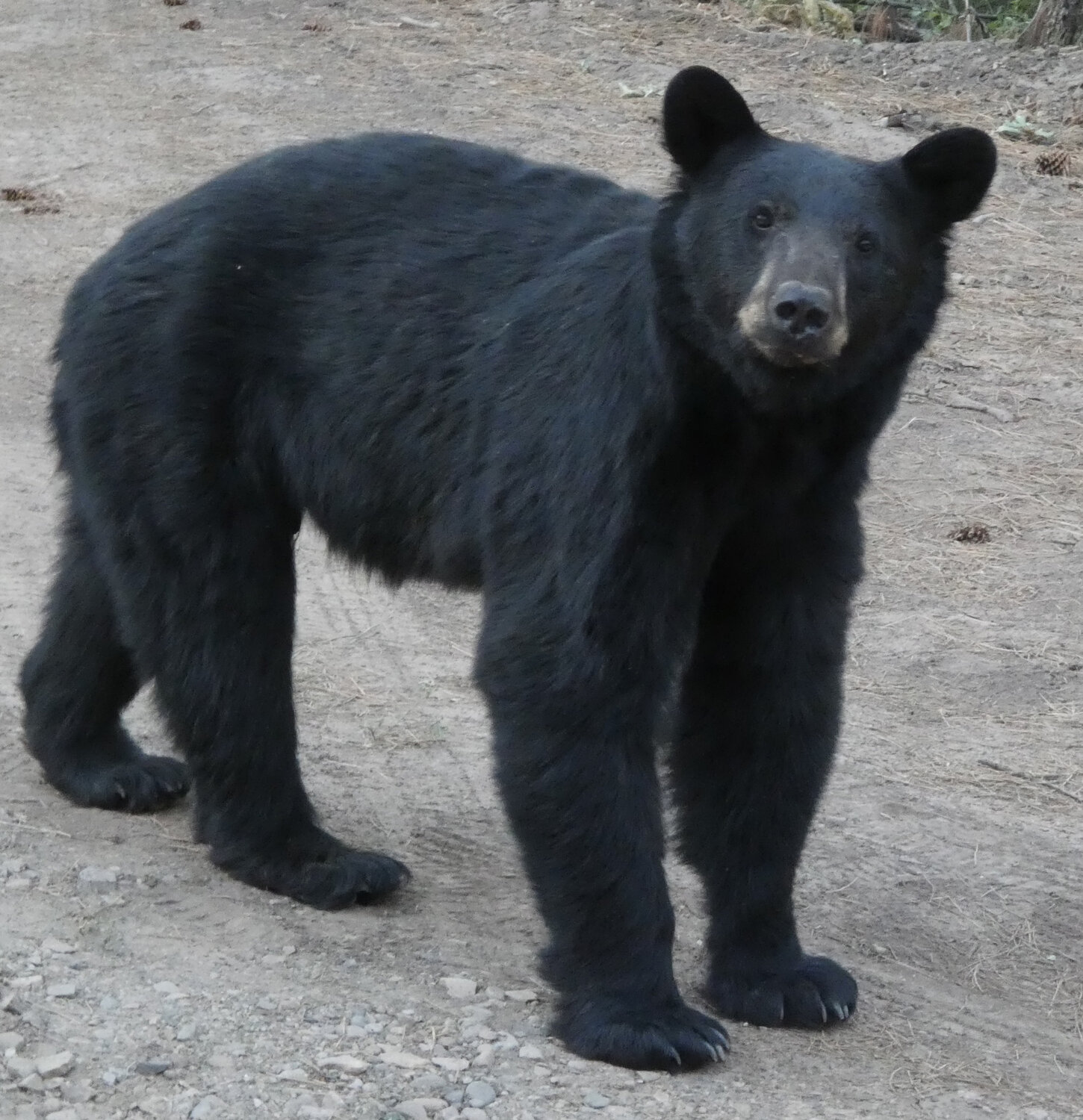 ‘Step up your game’: Area experiencing increased conflicts with bears ...