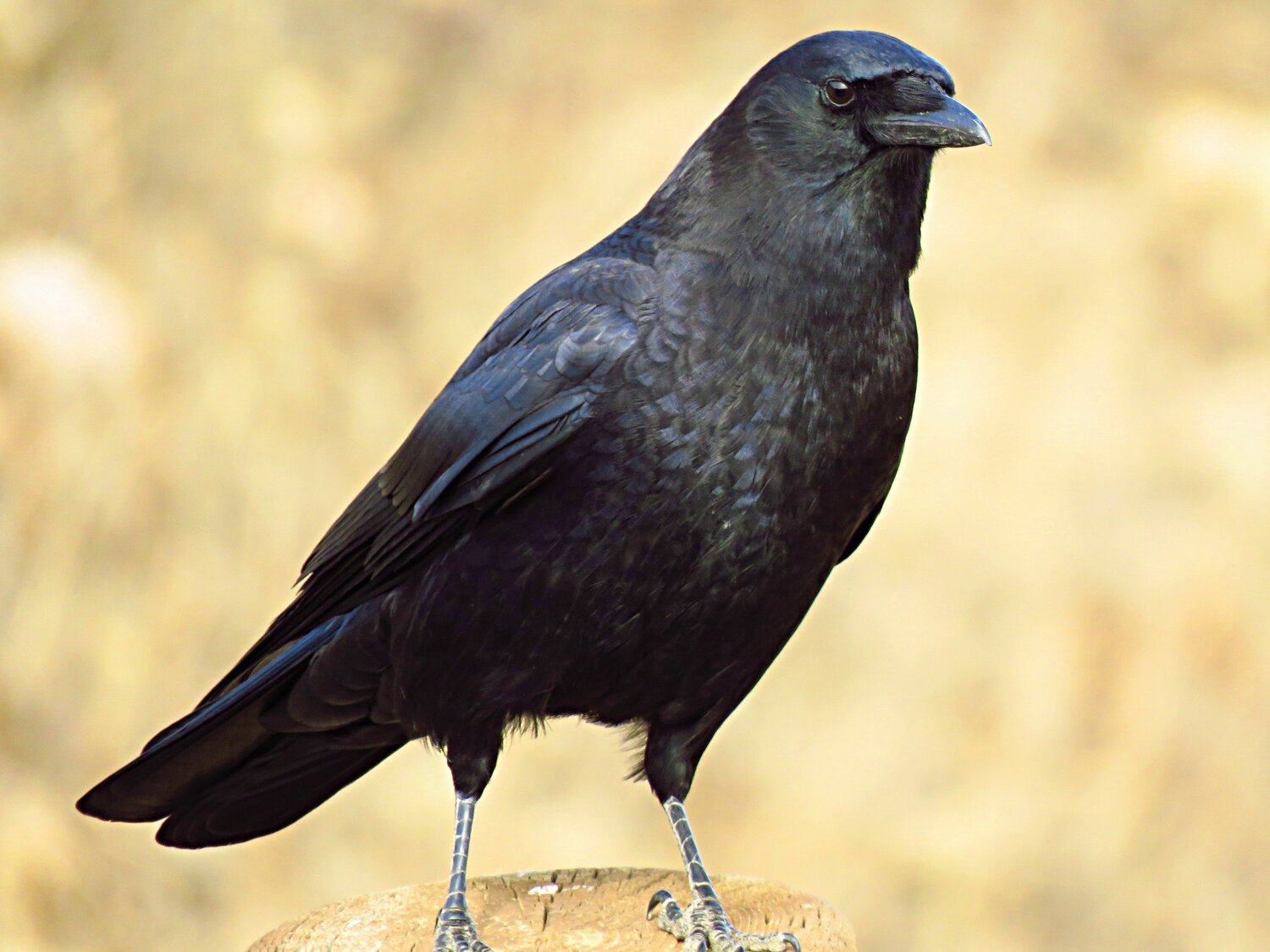 Bird of the Week - The Pagosa Springs Sun