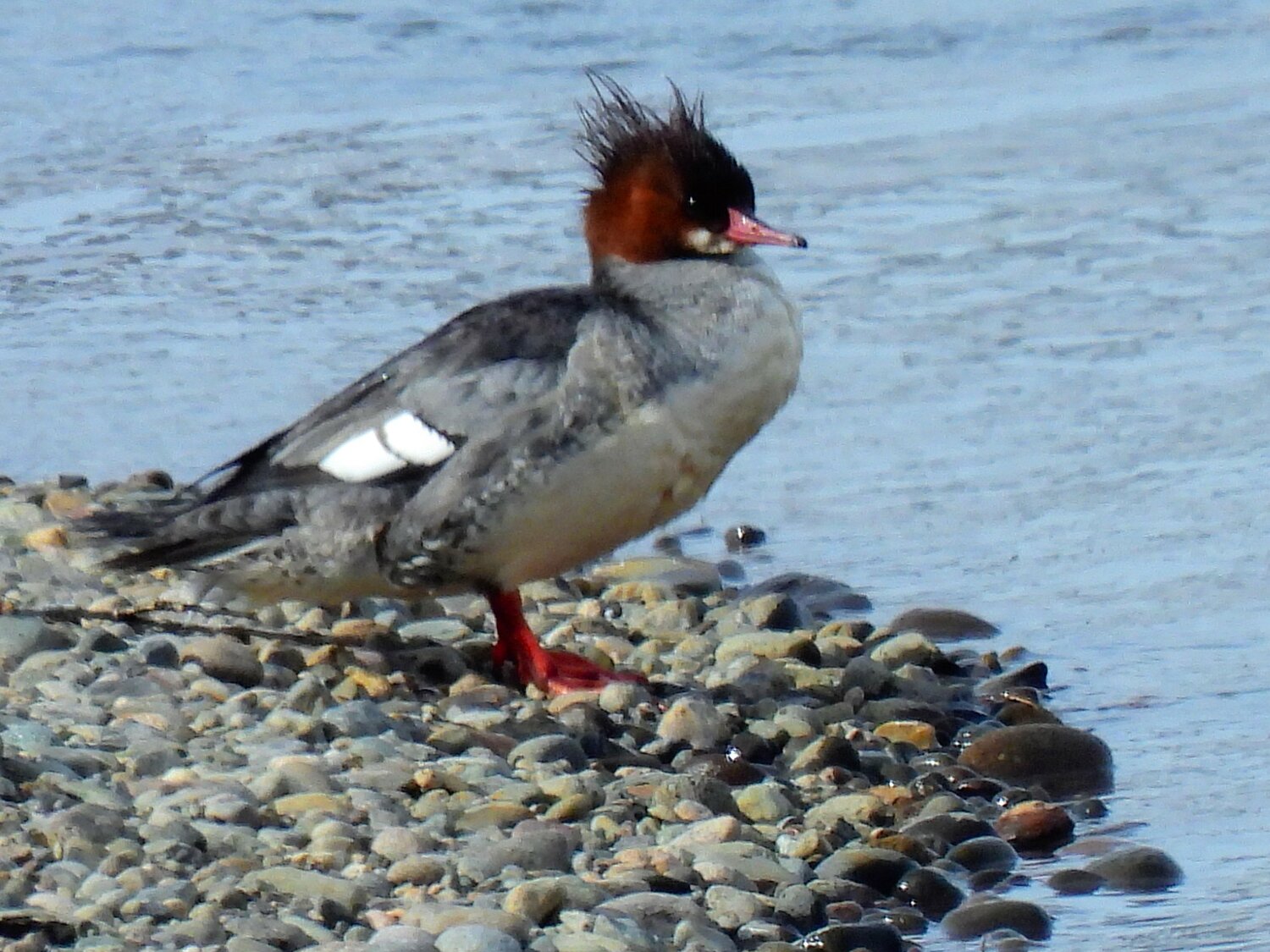 Bird of the Week - The Pagosa Springs Sun