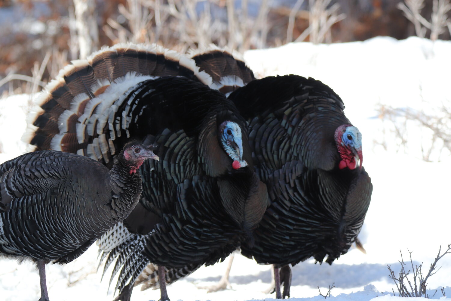 Bird of the Week - The Pagosa Springs Sun