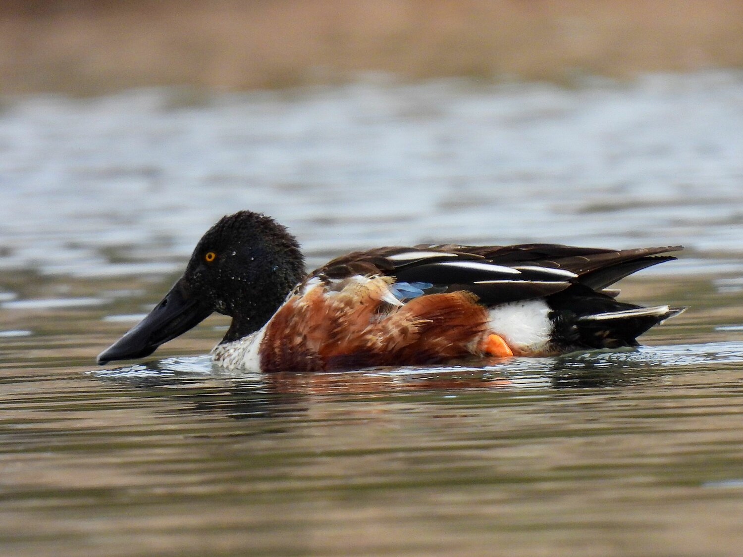 Bird of the Week - The Pagosa Springs Sun