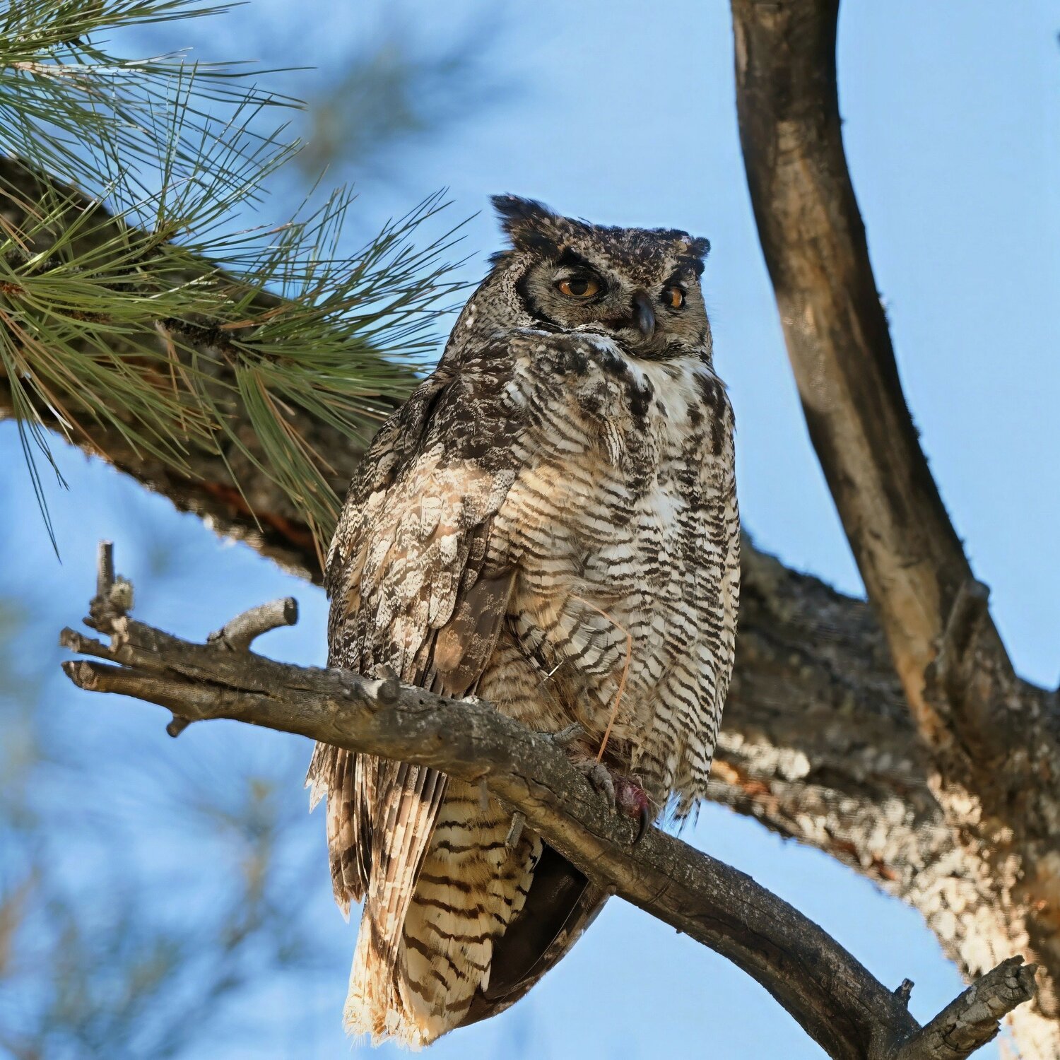 Bird of the Week - The Pagosa Springs Sun
