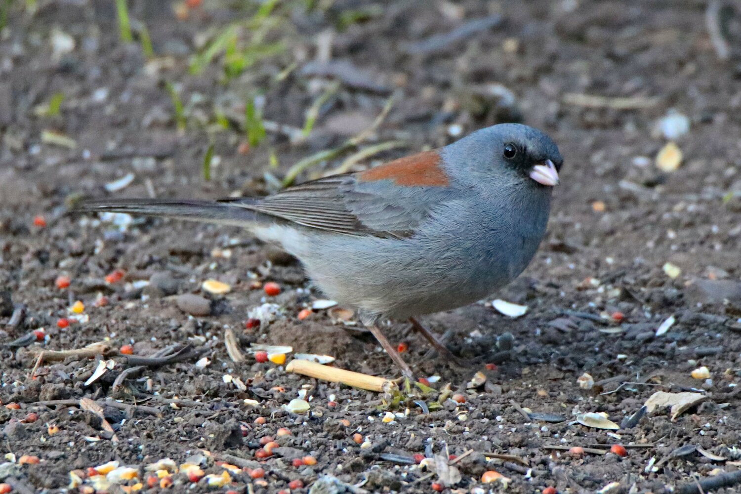 Bird of the Week - The Pagosa Springs Sun