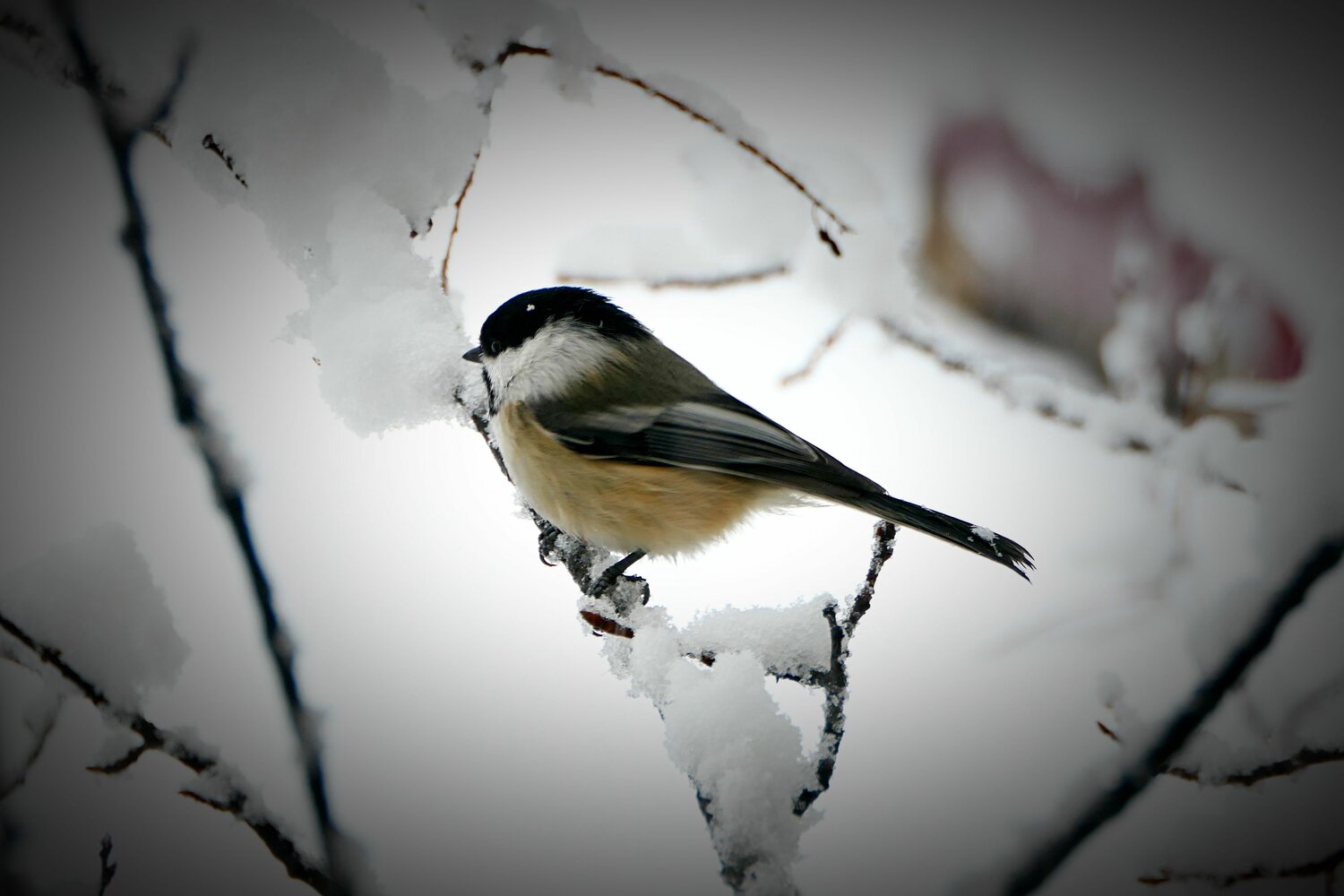 Bird of the Week - The Pagosa Springs Sun
