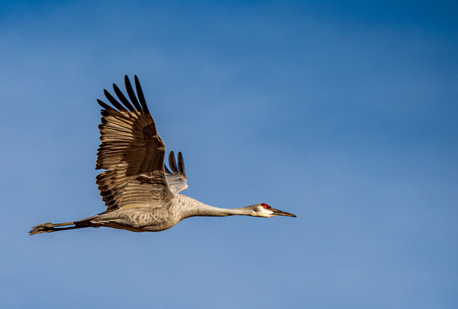 Pagosa Springs Photography Club to meet Jan. 14 for ‘Top Ten: Show and ...