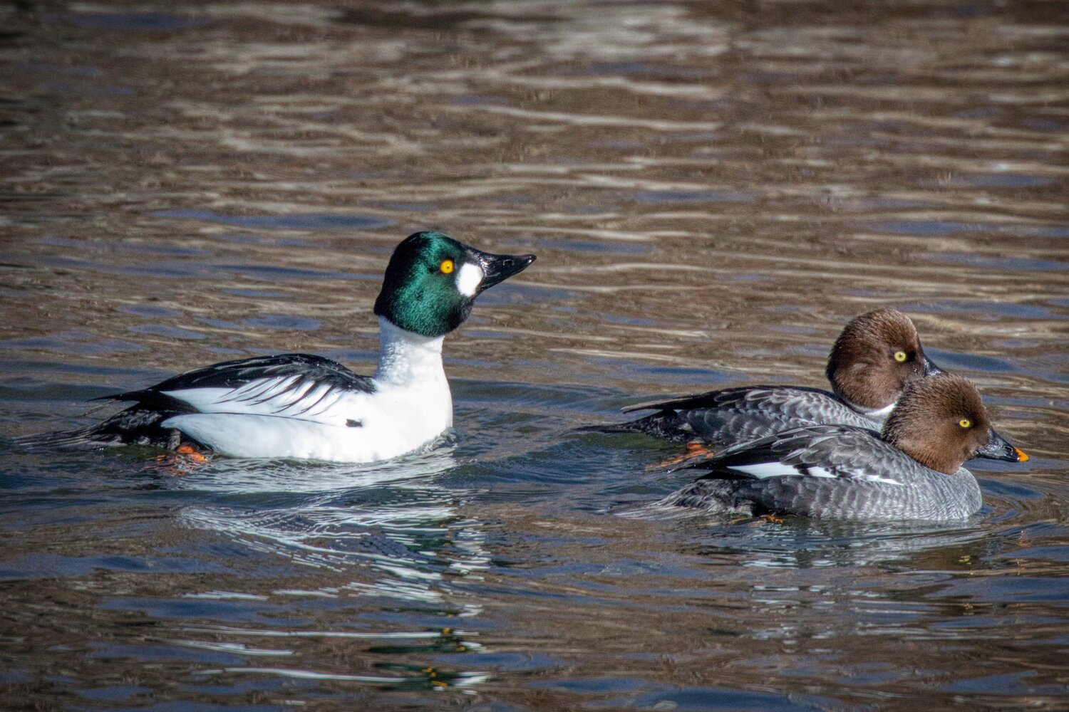 Bird of the Week - The Pagosa Springs Sun