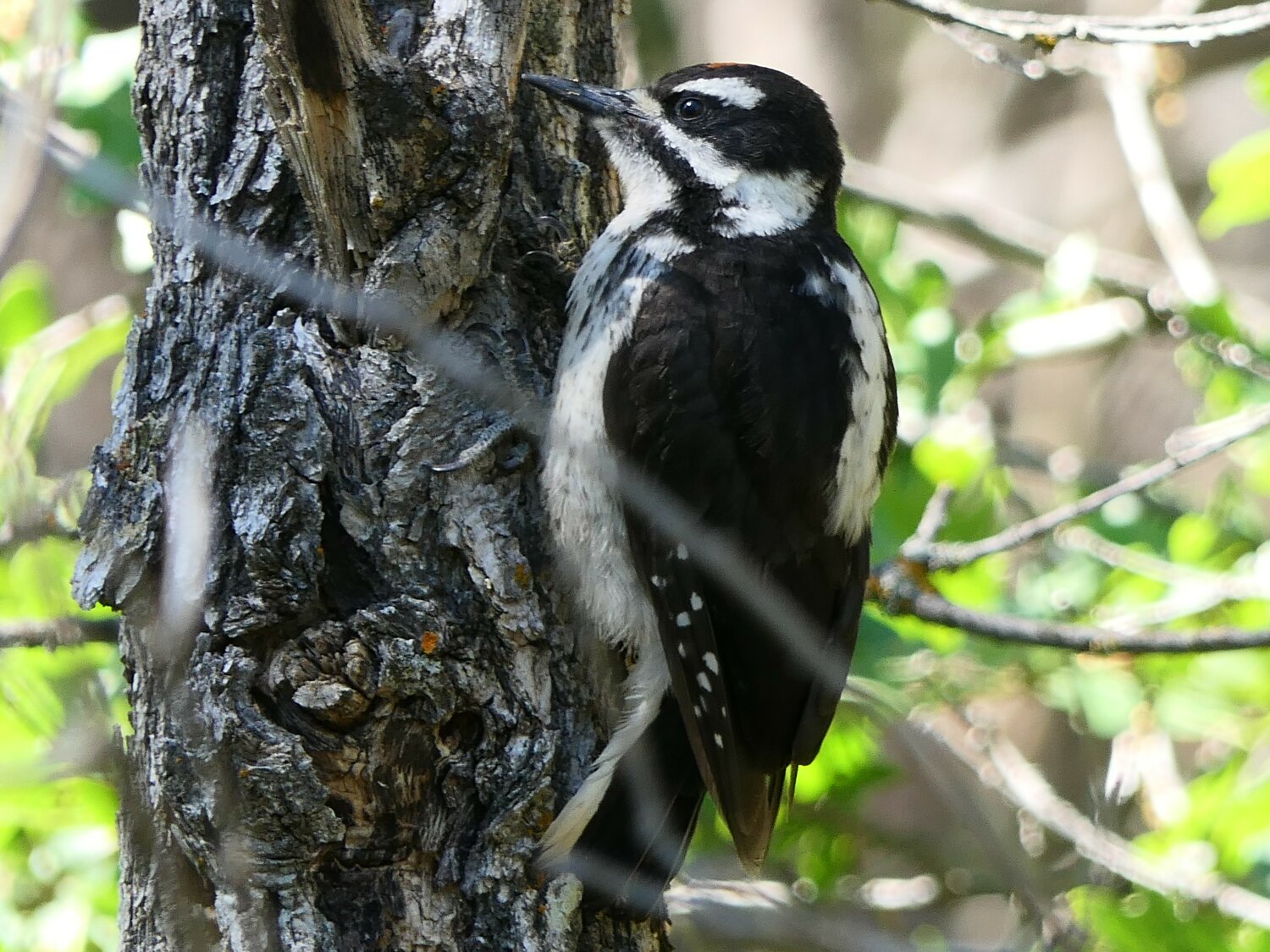Bird of the Week - The Pagosa Springs Sun