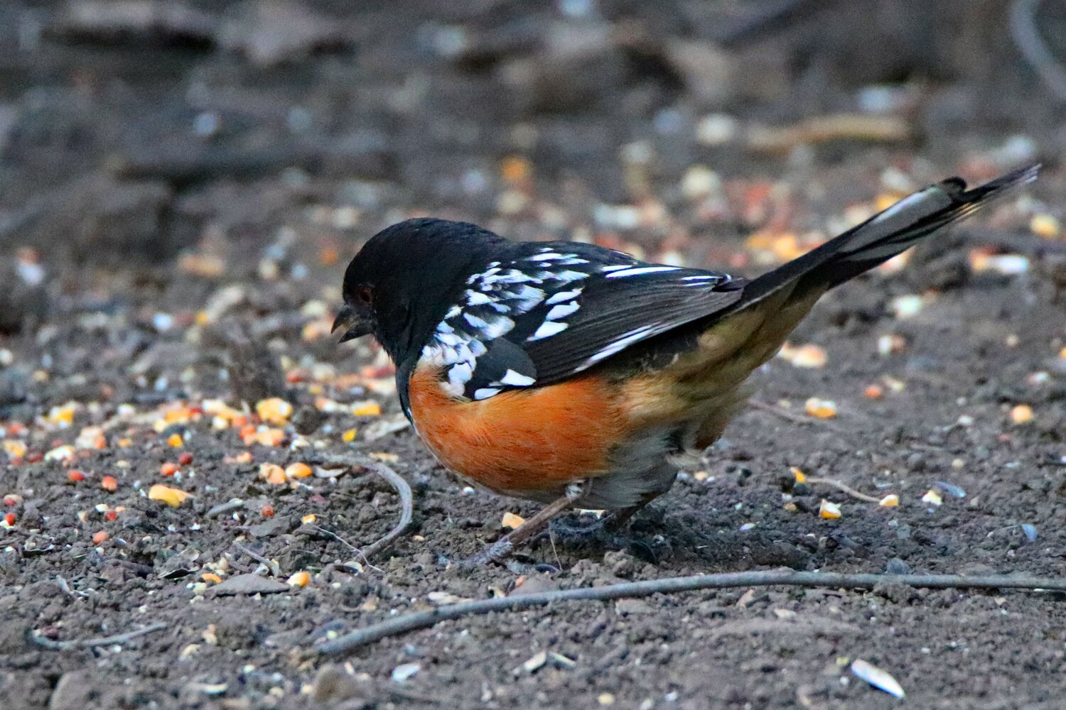 Bird of the Week - The Pagosa Springs Sun