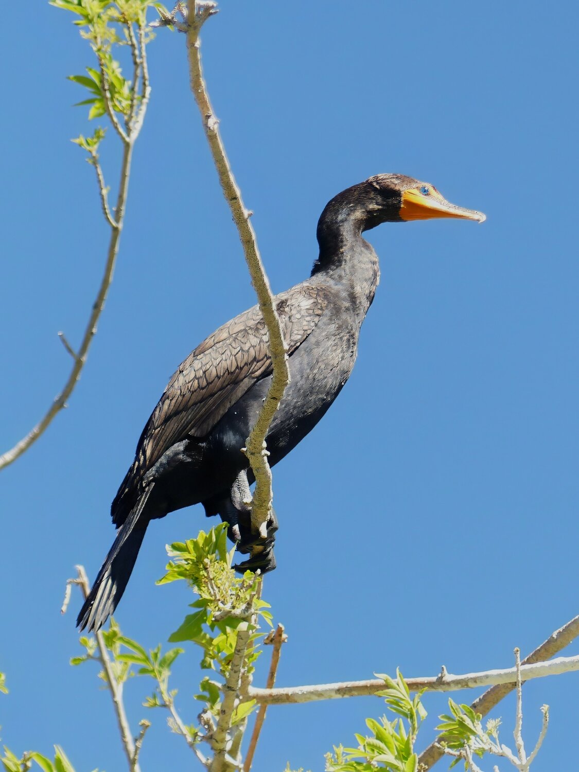 Bird of the Week - The Pagosa Springs Sun