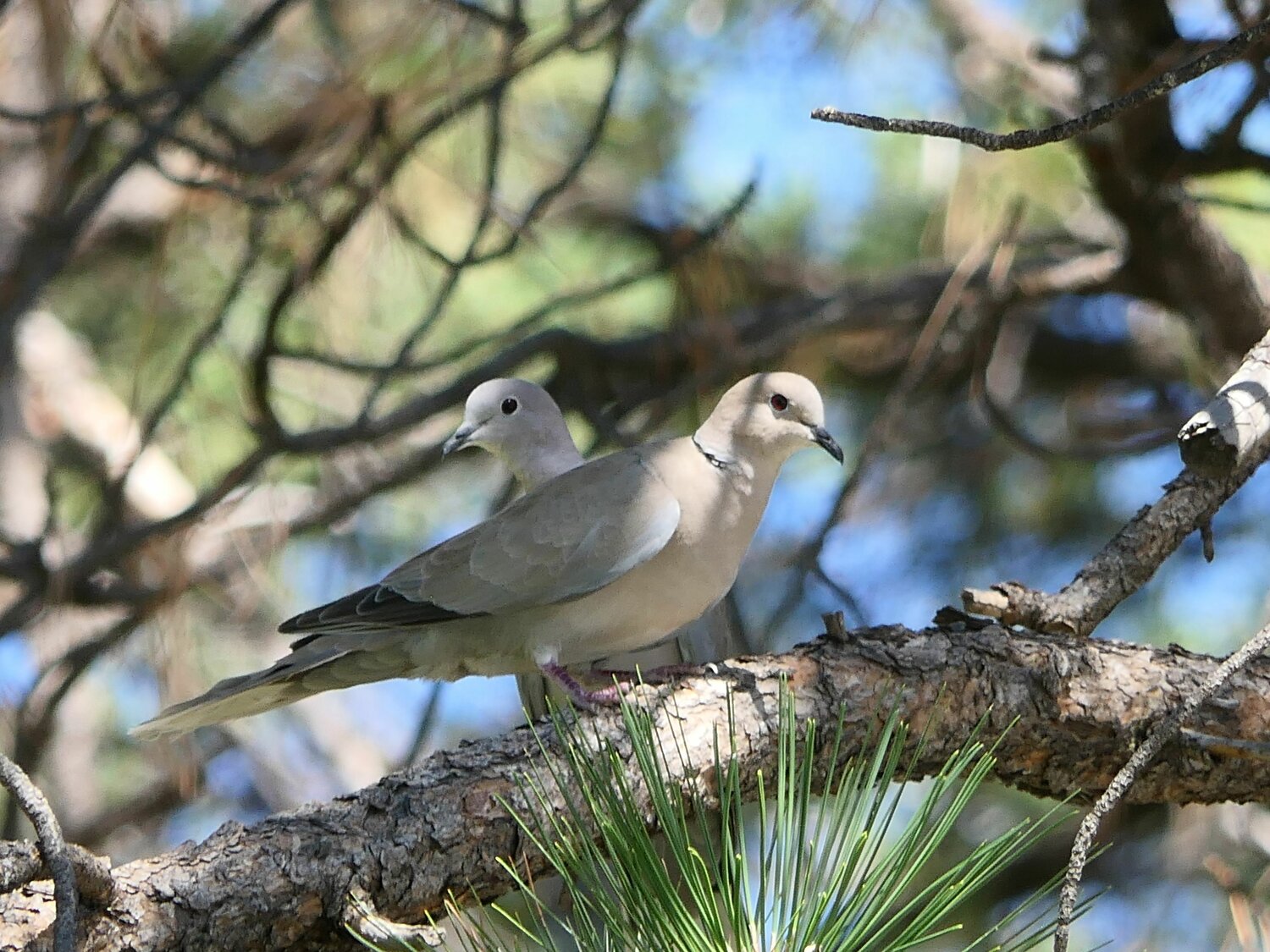 Bird of the Week - The Pagosa Springs Sun