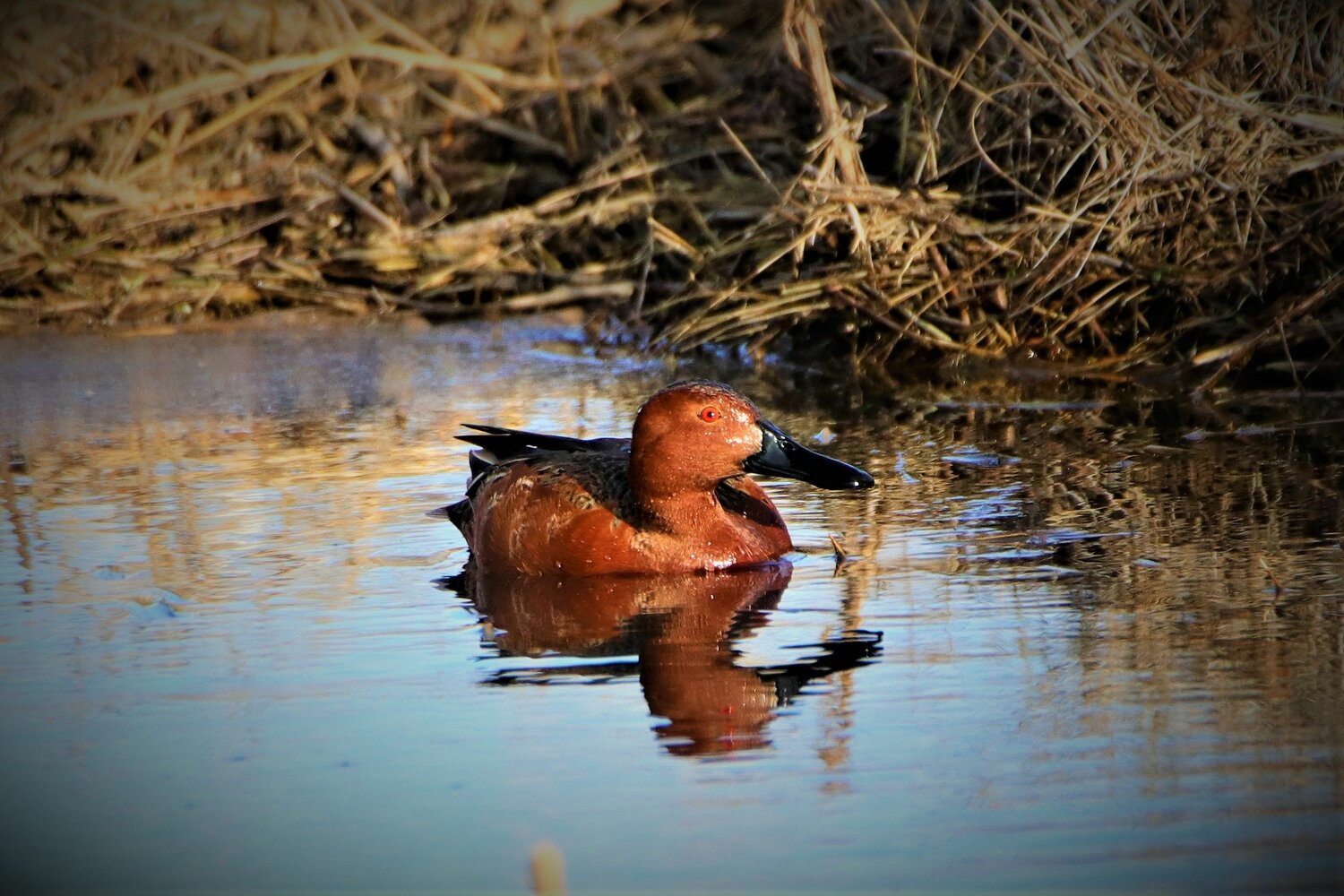 Bird of the Week - The Pagosa Springs Sun
