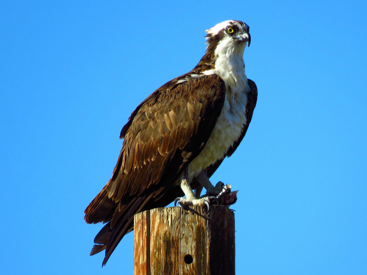 Bird of the Week - The Pagosa Springs Sun