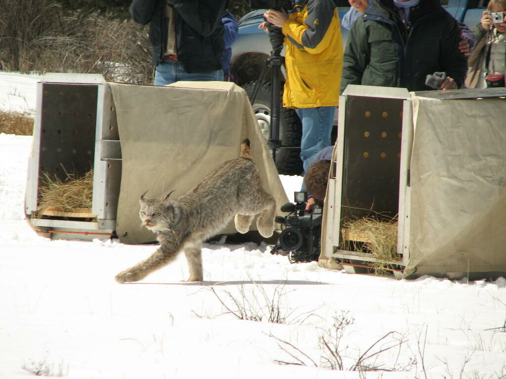Phantoms: 10 years of Lynx monitoring in southwest Colorado shines a ...