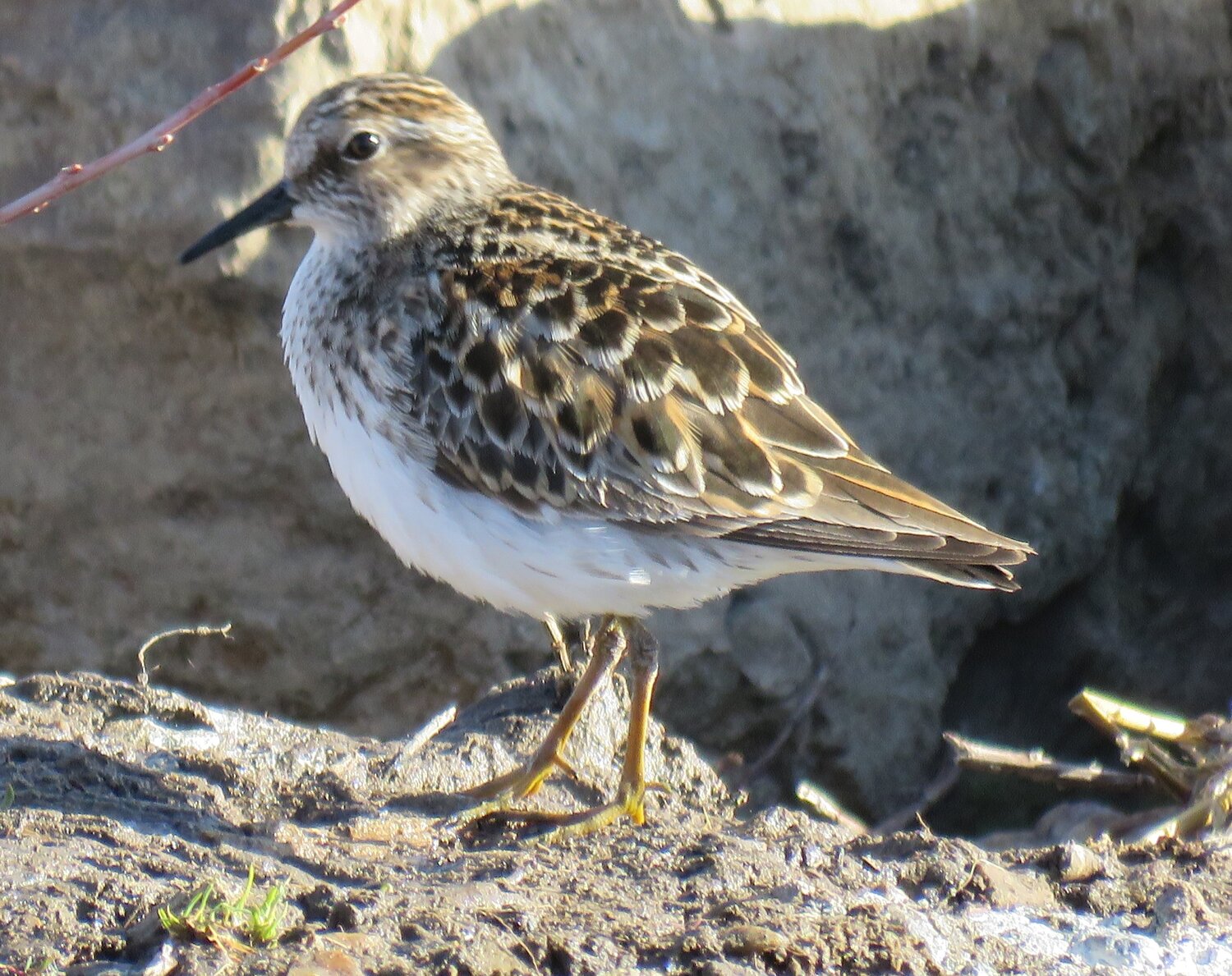 Bird of the Week - The Pagosa Springs Sun