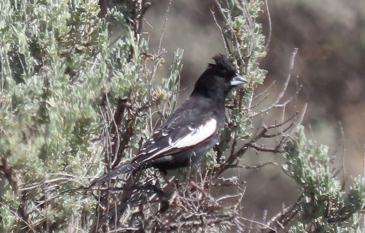 Bird of the Week - The Pagosa Springs Sun