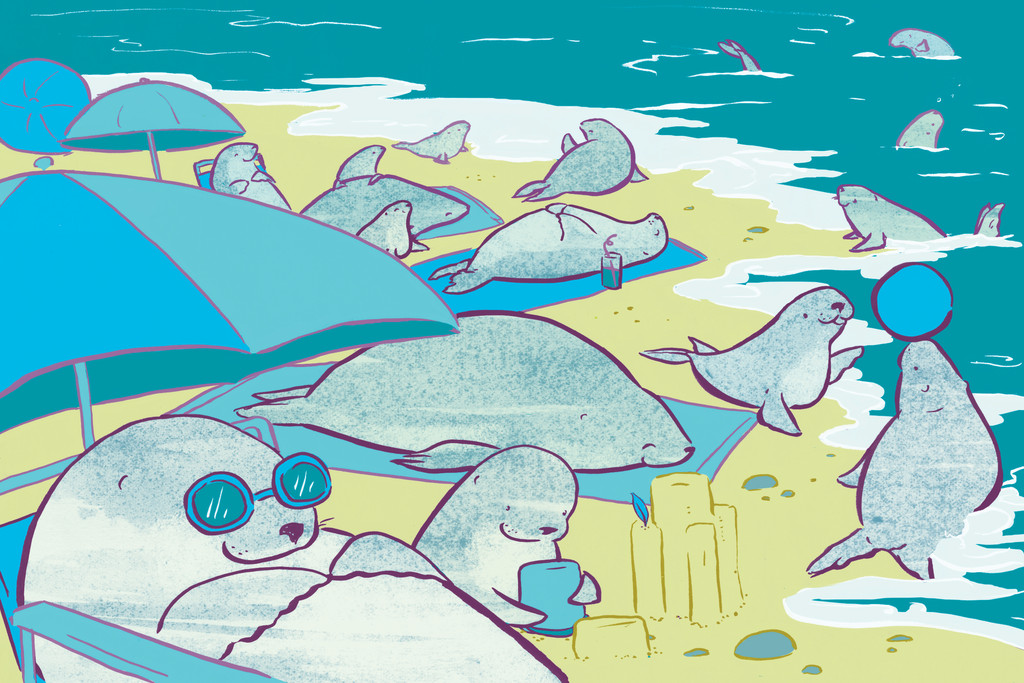 Harbor Seals in Migration | The Bay | thebaymagazine.com