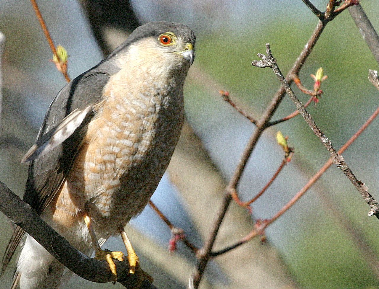 Hawk eye: For sharp-shinned hawks, migration is the best of times | The ...