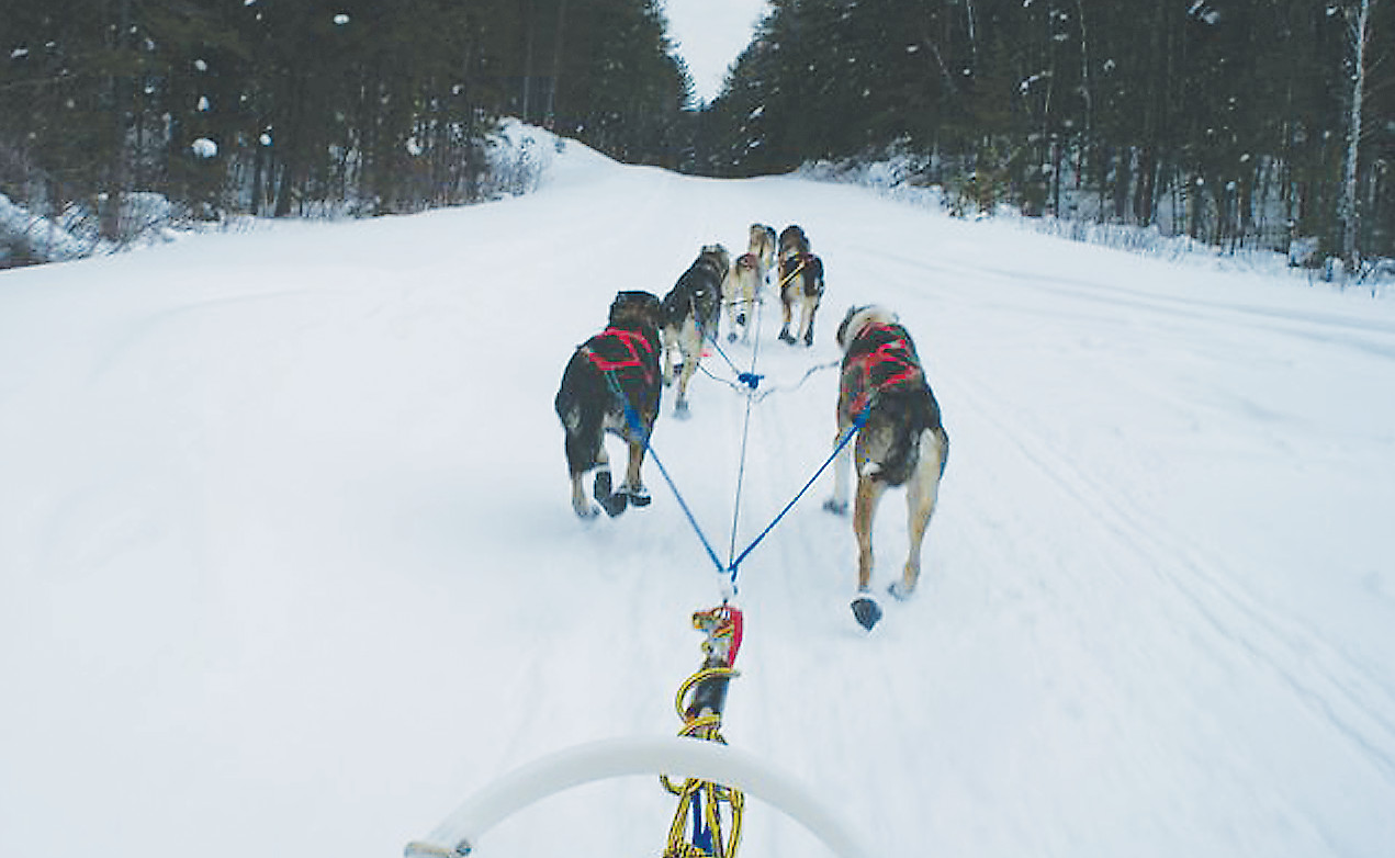 Trails ready for WolfTrack Sled Dog Race | The Timberjay