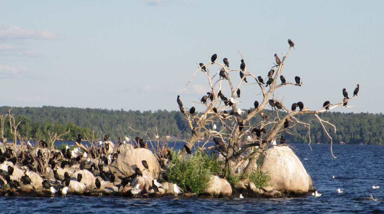 DNR approves cormorant control on Lake Vermilion | The Timberjay