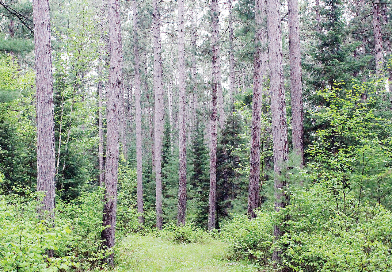 DNR defends new red pine policy, which has rankled conservationists ...