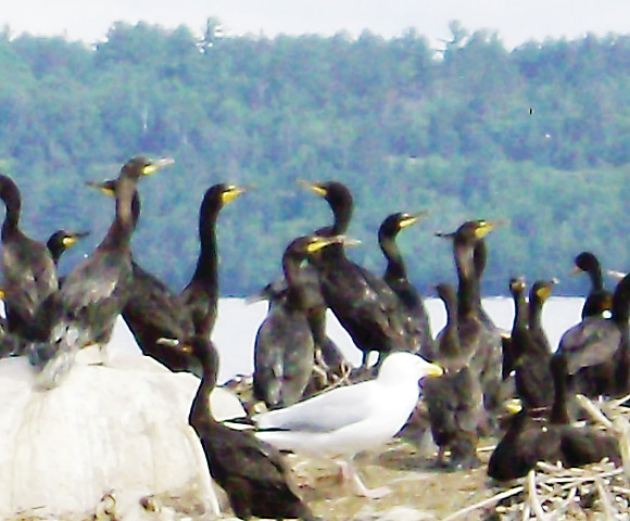 Cormorant control vacated by court order - The Timberjay