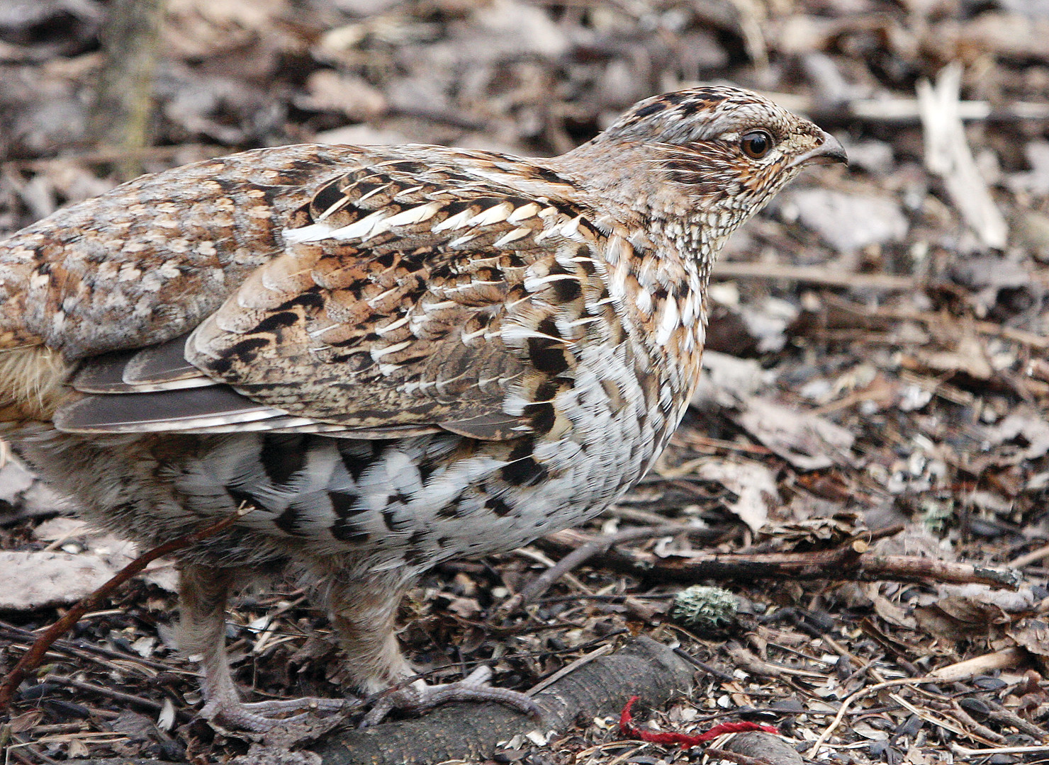 Partridge aplenty | The Timberjay