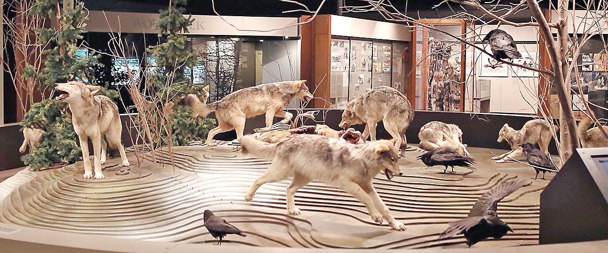 New exhibit coming soon to International Wolf Center | The Timberjay