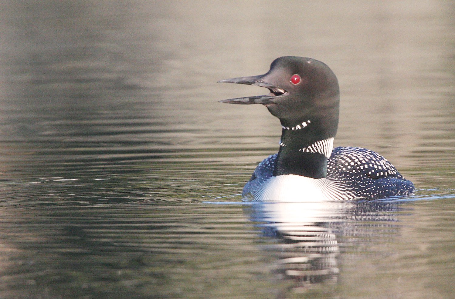 Volunteers find fewest loons on the lake in more than 25 years | The ...