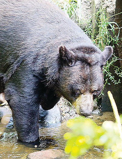 Three-legged bear returns to Shute sanctuary - The Timberjay