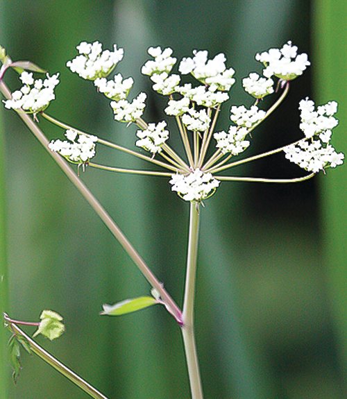 A discovery of hemlock | The Timberjay